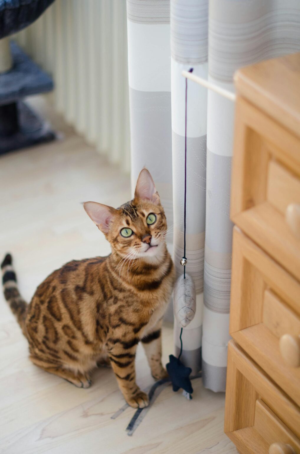 Hvor gammel bliver en kat? Læs hvor længe en kat lever